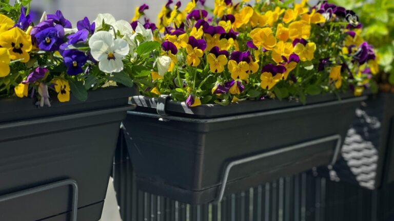 10 Stunning Container Plants Perfect for Shade