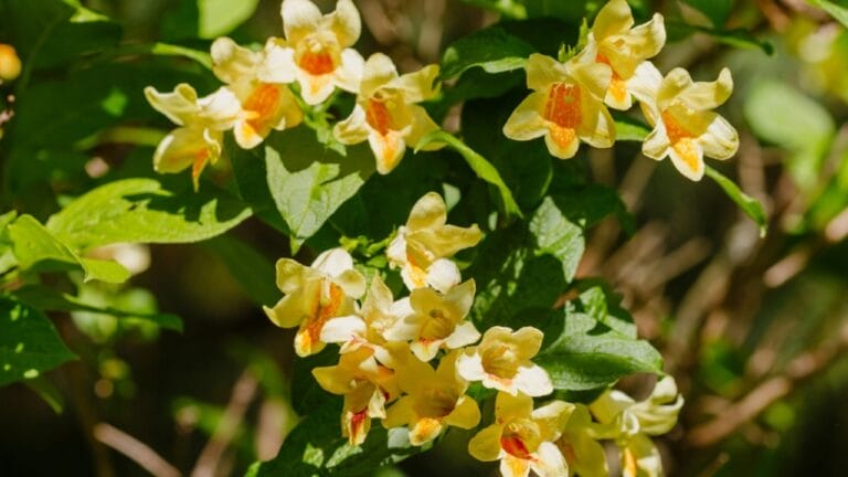 Watch These 13 Flowers Change Colors as the Season Changes