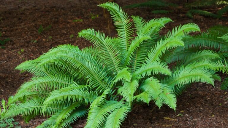 Achieve a Weed-Free Garden with These 15 Perennial Ferns