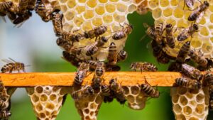 New to Beekeeping? 10 Hive Styles You Need to Know