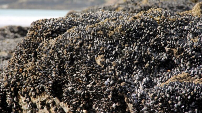 America’s 12 Most Destructive Invasive Species Taking Over Ecosystems