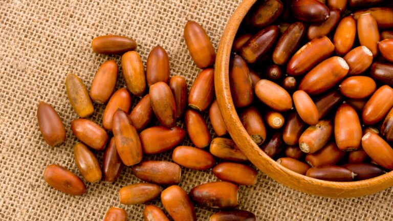 The Tasty Truth About Acorns: A Nutrient-Packed Survival Staple