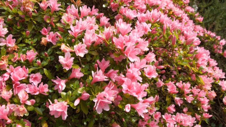 15 Gorgeous Pink Flowers That Add Color & Life to Any Garden