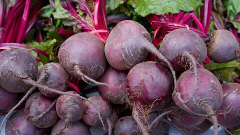 15 Winter-Friendly Vegetables for Your Garden