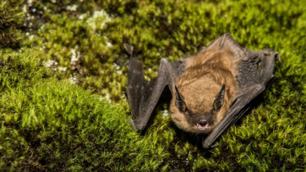 16 Animals That Thrive by Hibernating Through Winter