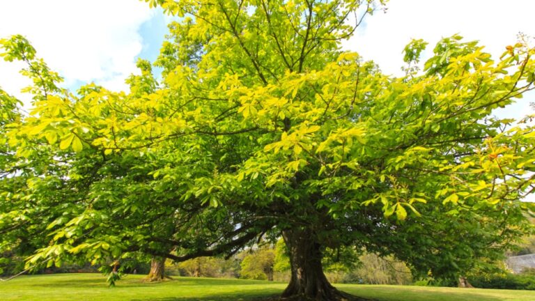 20 Trees That Could Be Your Lifeline in a Survival Situation