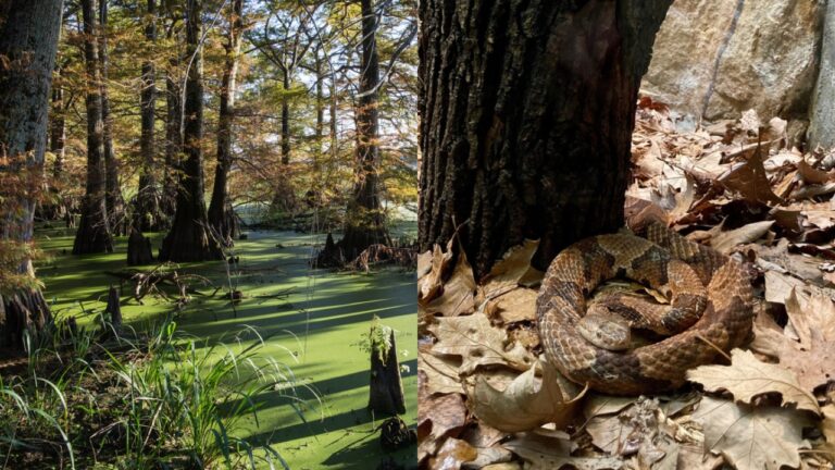 Copperhead Snake Hotspots: 25 States Where They Thrive