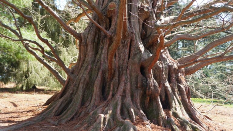 19 American Tree Species at Risk of Extinction