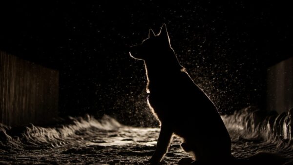 Can Dogs See Ghosts? The Truth Behind Their Eerie Instincts