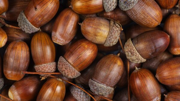 The Tasty Truth About Acorns: A Nutrient-Packed Survival Staple