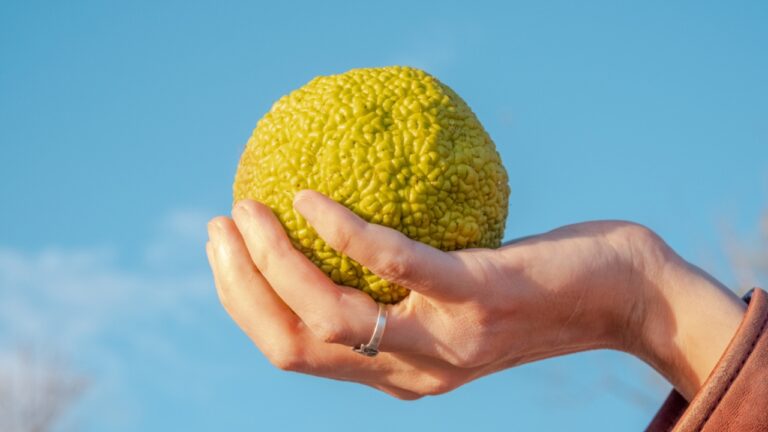 9 Creative Uses for Hedge Apples Around Your Home