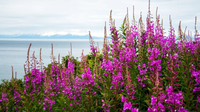 10 Nesting Plants to Attract & Support Thriving Hummingbirds