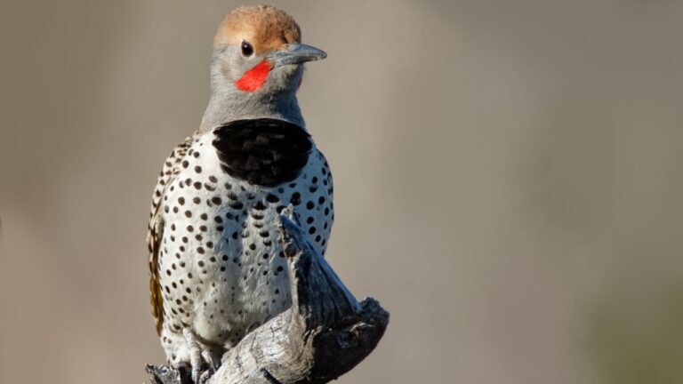 15 Must-Know Woodpeckers for Bird Watchers