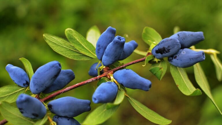 14 Native Berries to Grow for Flavor, Health & Easy Gardening