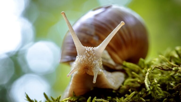 16 Animals That Thrive by Hibernating Through Winter