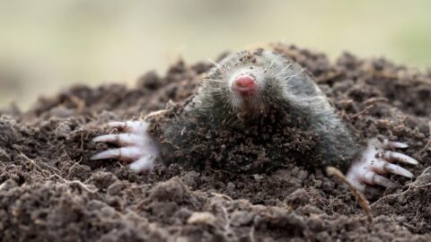 10 Ways to Drive Moles Out of Your Yard for Good