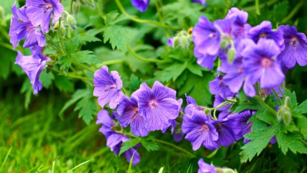 Say Goodbye to Grass: Grow Hardy Geraniums for a Beautiful Perennial ...