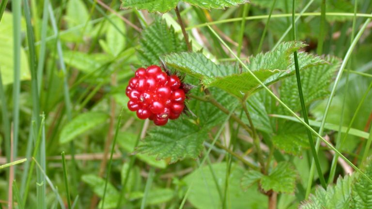 14 Native Berries to Grow for Flavor, Health & Easy Gardening