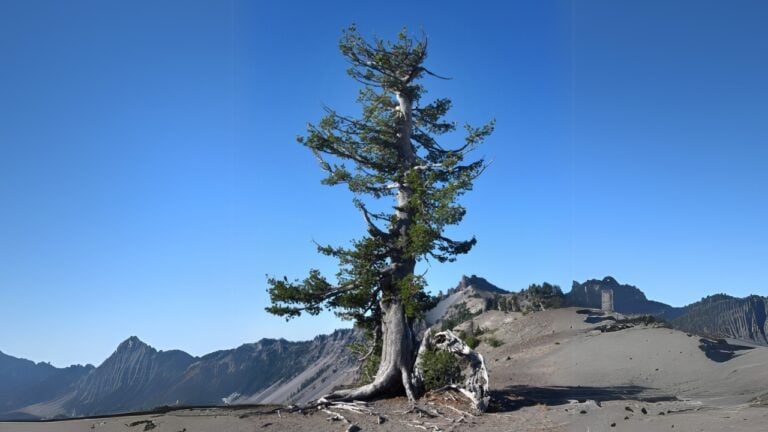19 American Tree Species at Risk of Extinction