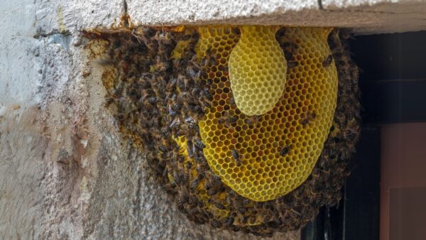 Bees Build Perfectly Symmetrical Hives—Here’s Why It Matters