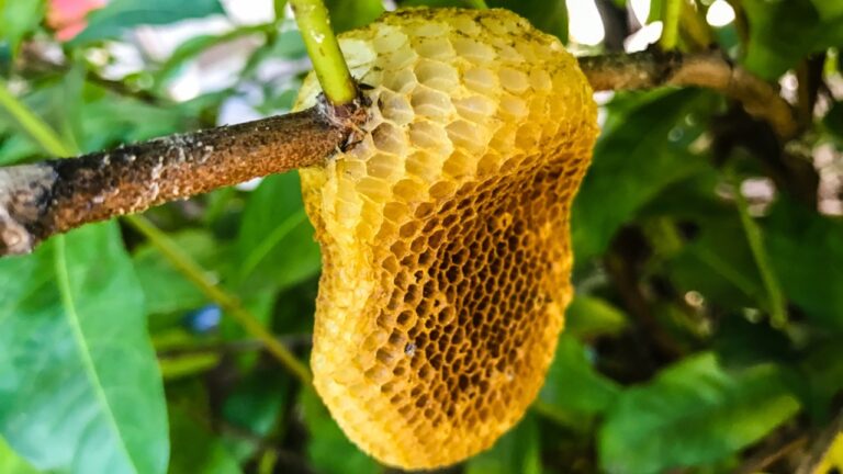 Bees Build Perfectly Symmetrical Hives—Here’s Why It Matters