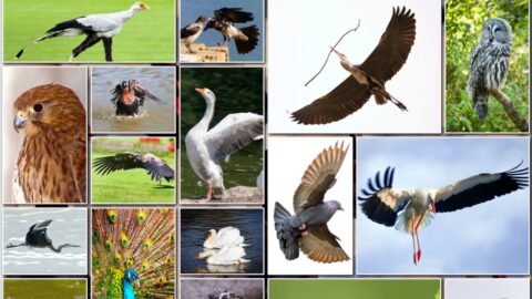 The Bird of Your Birth Month Reveals Your Key Traits