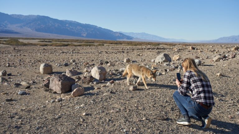 12 Strategies for Dealing with Coyote Encounters in Your Neighborhood