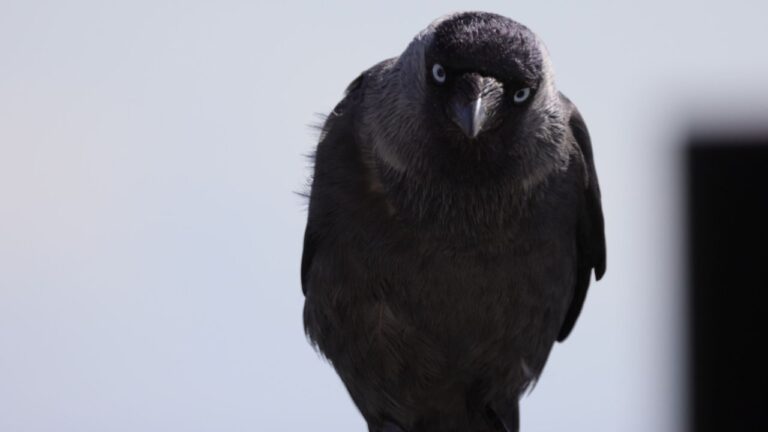 Crows Can Be Your Friends—Follow These Steps