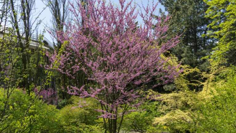 7 Native Trees That Outshine Flowers for Pollinators