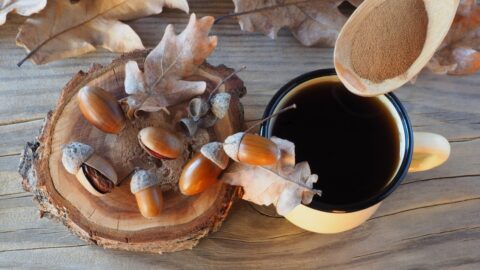 The Tasty Truth About Acorns: A Nutrient-Packed Survival Staple