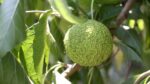 9 Creative Uses for Hedge Apples Around Your Home
