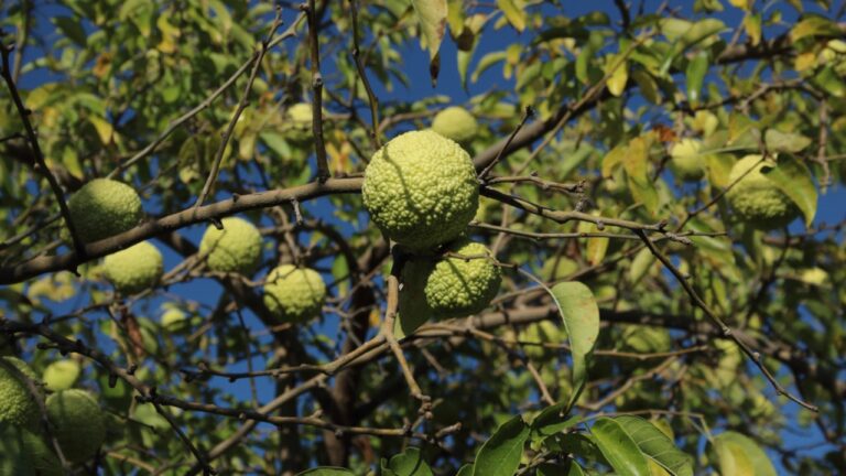 9 Creative Uses for Hedge Apples Around Your Home