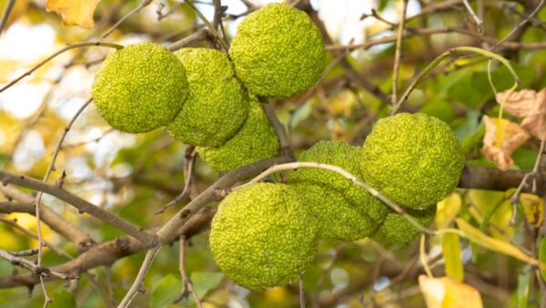 9 Creative Uses for Hedge Apples Around Your Home