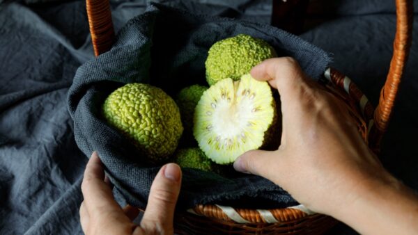 9 Creative Uses for Hedge Apples Around Your Home