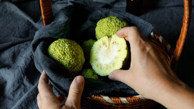 9 Creative Uses for Hedge Apples Around Your Home