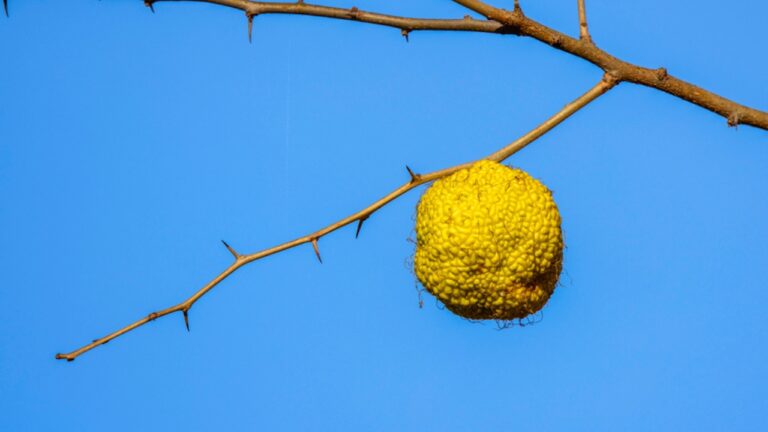 9 Creative Uses for Hedge Apples Around Your Home