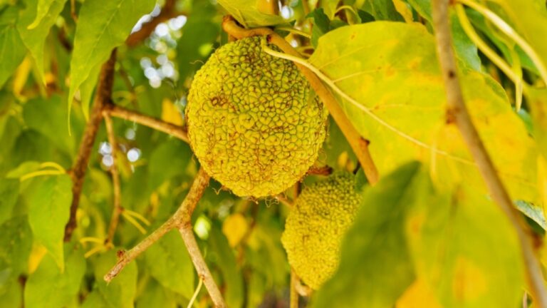9 Creative Uses for Hedge Apples Around Your Home