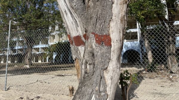 10 Deadly Facts About the World’s Most Dangerous Tree