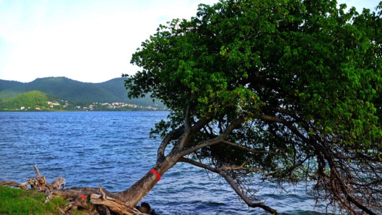 10 Deadly Facts About the World’s Most Dangerous Tree