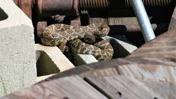 13 Ways Your Home Could Be Inviting Snakes Inside