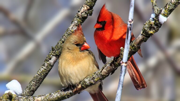 Cardinals Carry Powerful Messages—Here Are 15 to Know