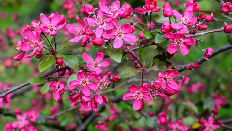 Small, Drought-Tolerant Trees: 15 Non-Invasive Picks for Your Yard