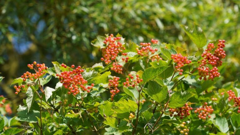 Brighten Your Winter Garden with These 16 Red Berry Shrubs