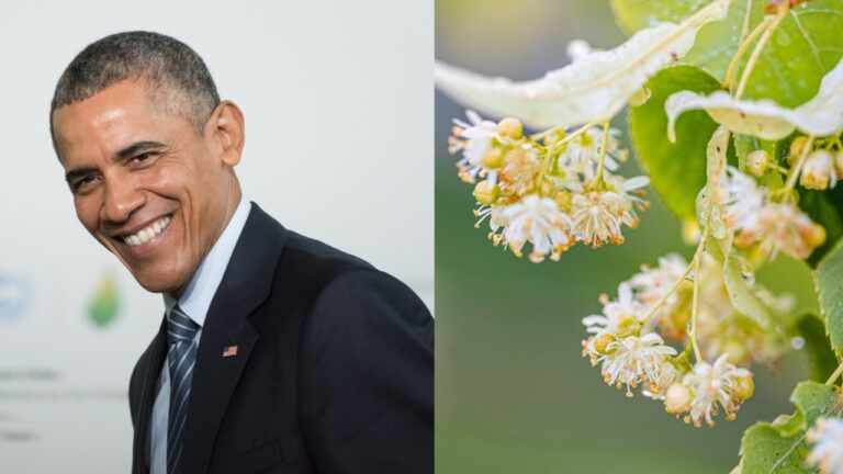 15 White House Trees Rooted in Love, Loss, and Legacy