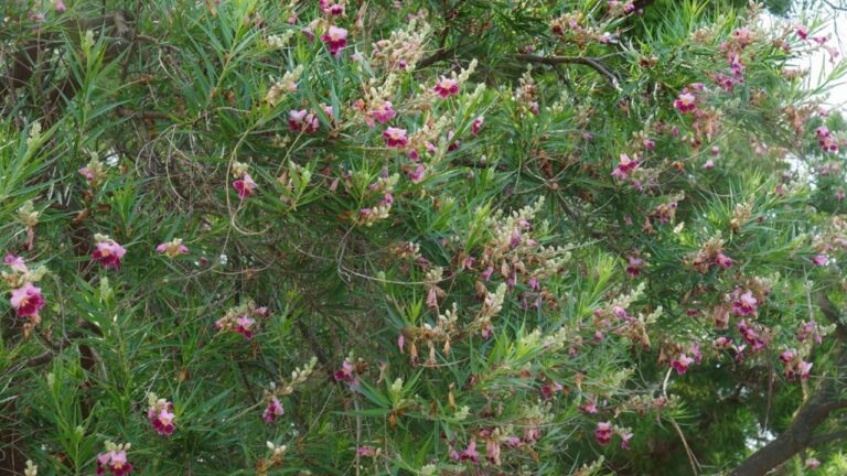 Small, Drought-Tolerant Trees: 15 Non-Invasive Picks for Your Yard