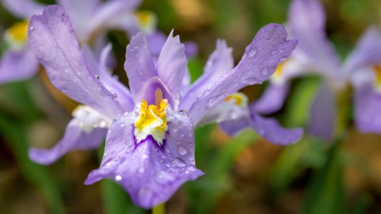 15 Low-Growing Perennials Perfect for Small Gardens