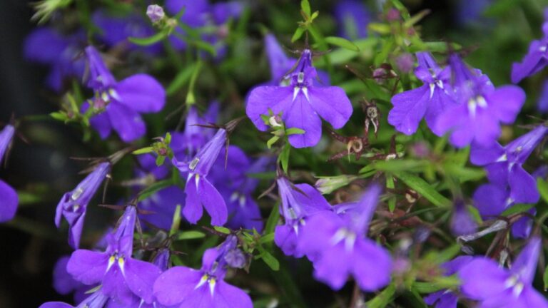 15 Low-Growing Perennials Perfect for Small Gardens