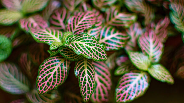 17 Gorgeous Pink-Leaved Plants That Are Stealing the Spotlight