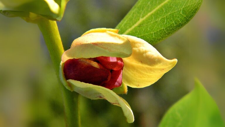 15 Breathtaking Flowers That Define America’s Natural Beauty