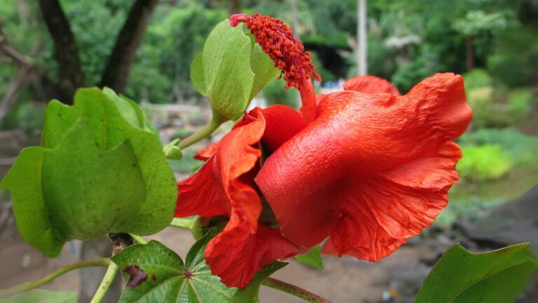 15 Breathtaking Flowers That Define America’s Natural Beauty